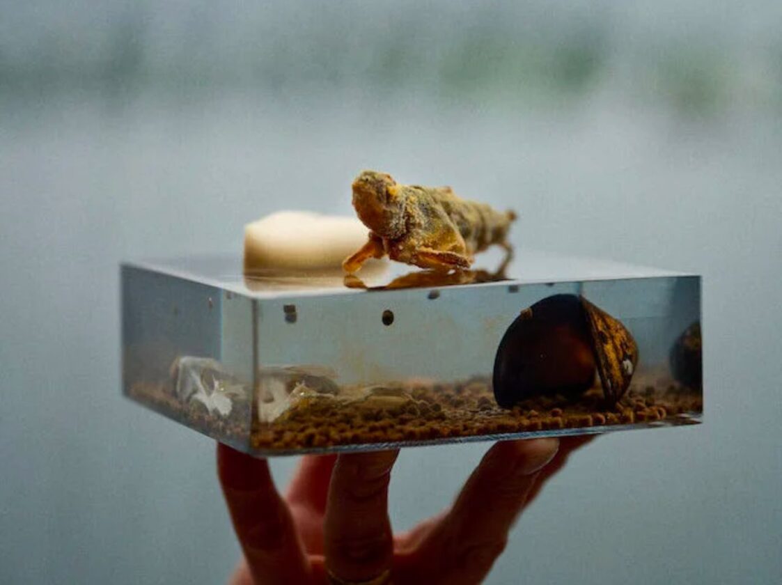 Iris : New Floating Restaurant On Norwegian Fjord | Luxsphere